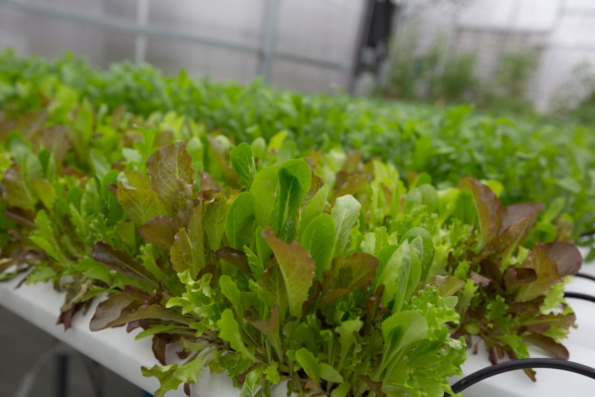 Events & Catering | Perona Farms